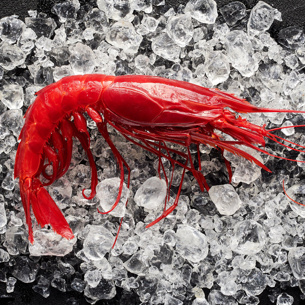 Carabineros (Scarlet Shrimp) – IBERFLAVOURS