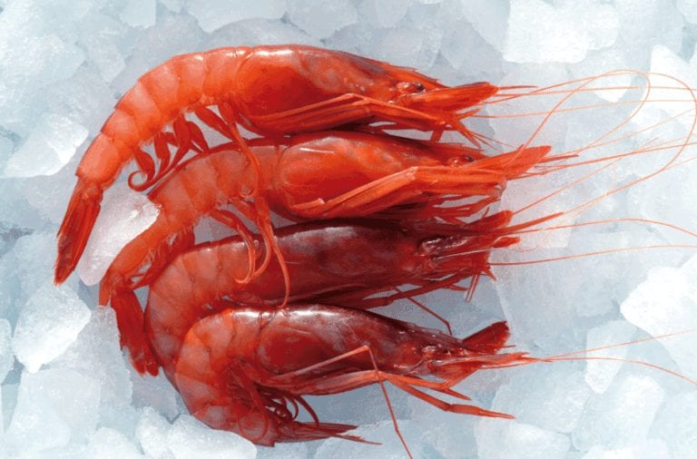 Palamós Prawns – IBERFLAVOURS